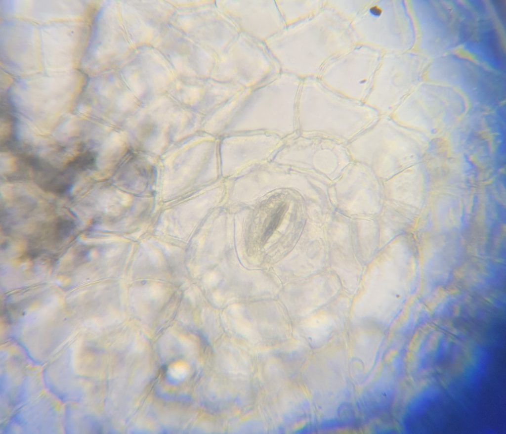 Observación de estomas en un hoja – Monitorización del huerto