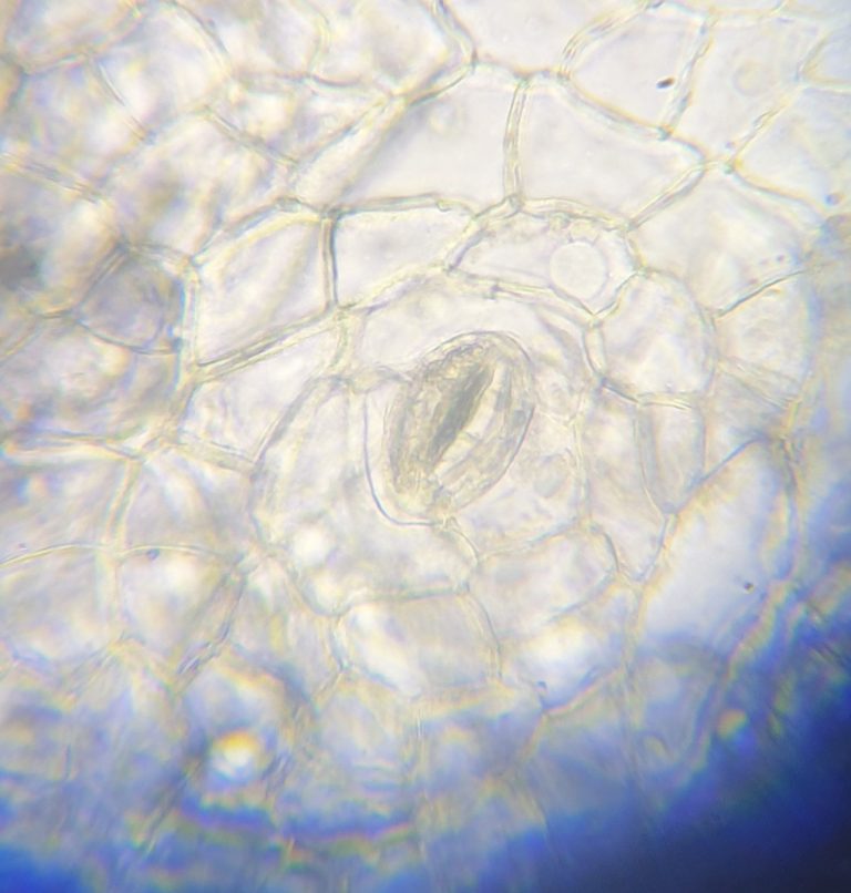 Observación de estomas en un hoja – Monitorización del huerto